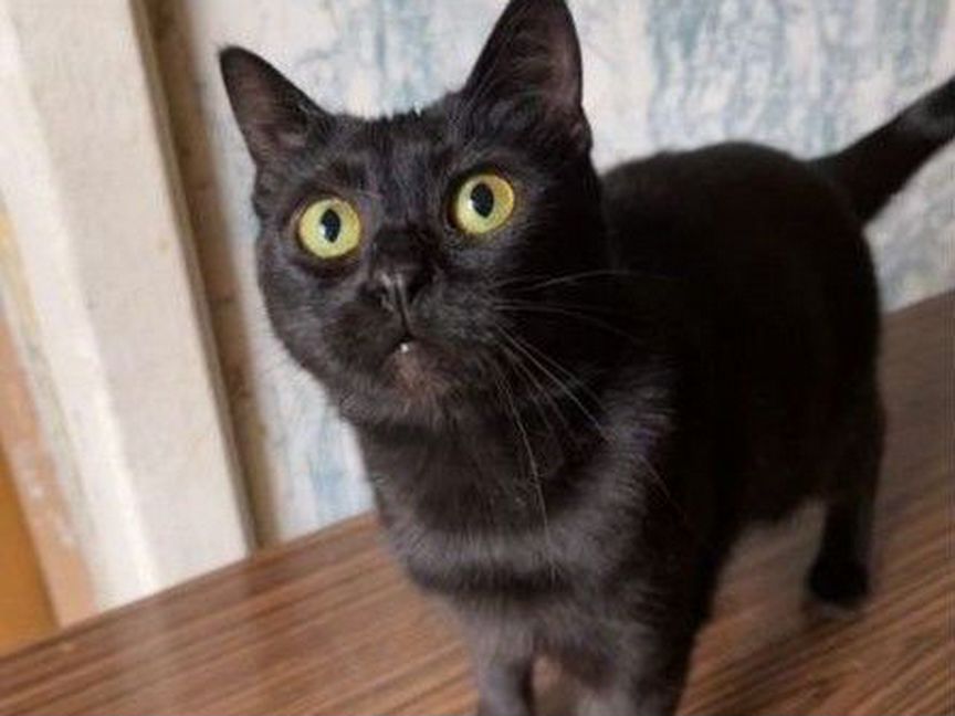 Кошка чёрная с жёлтыми глазами