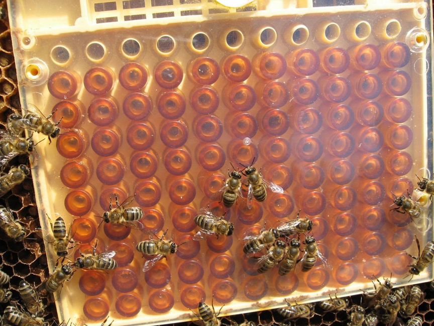 Комплект Никот для вывода пчелиных маток