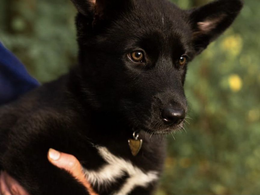 Щенок в добрые руки