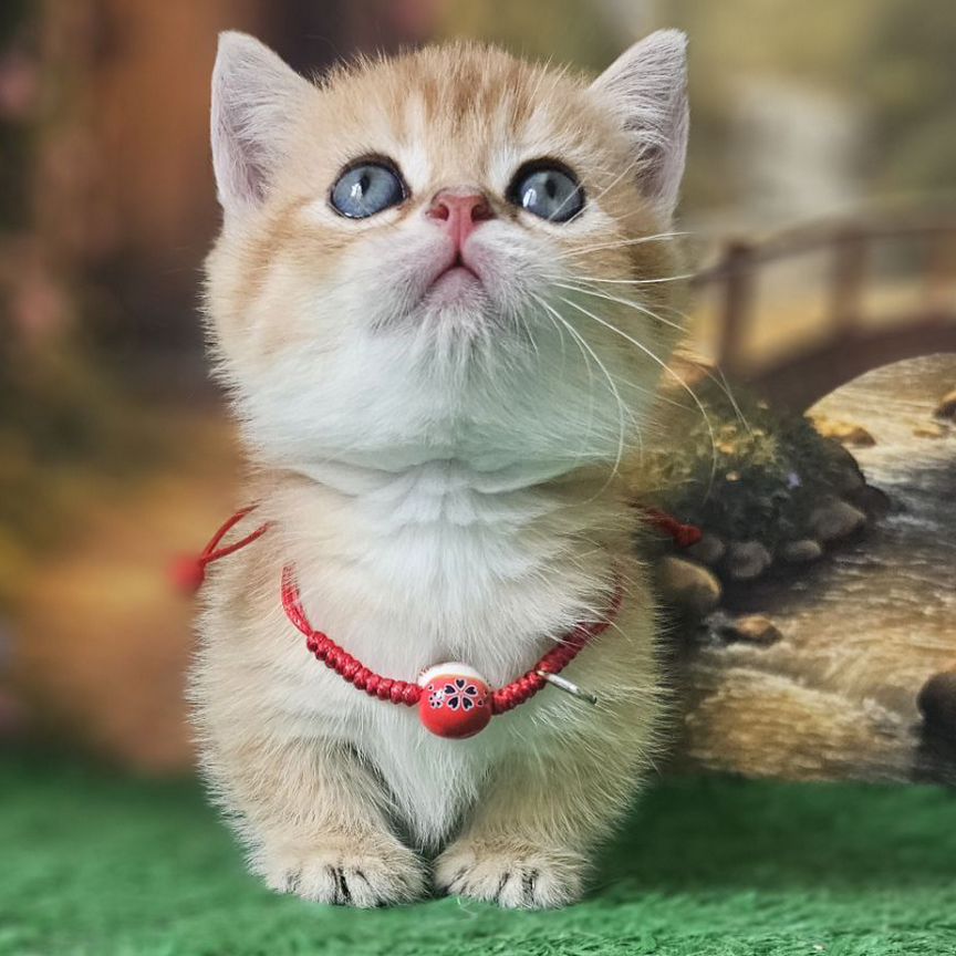 Манчкин котёнок