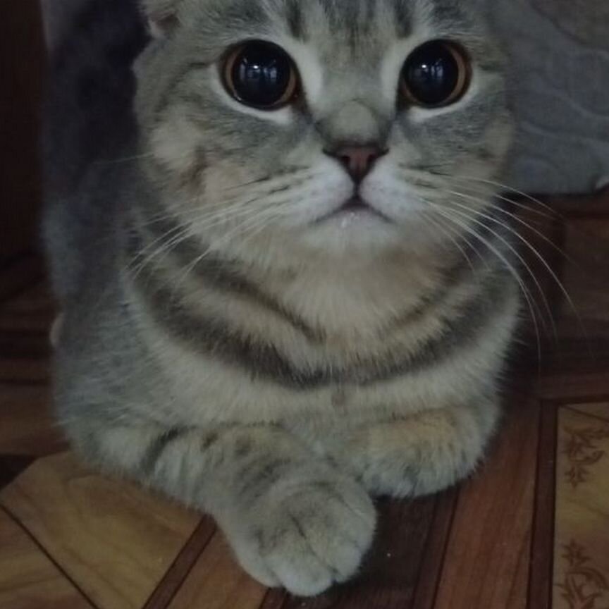 Шотландская