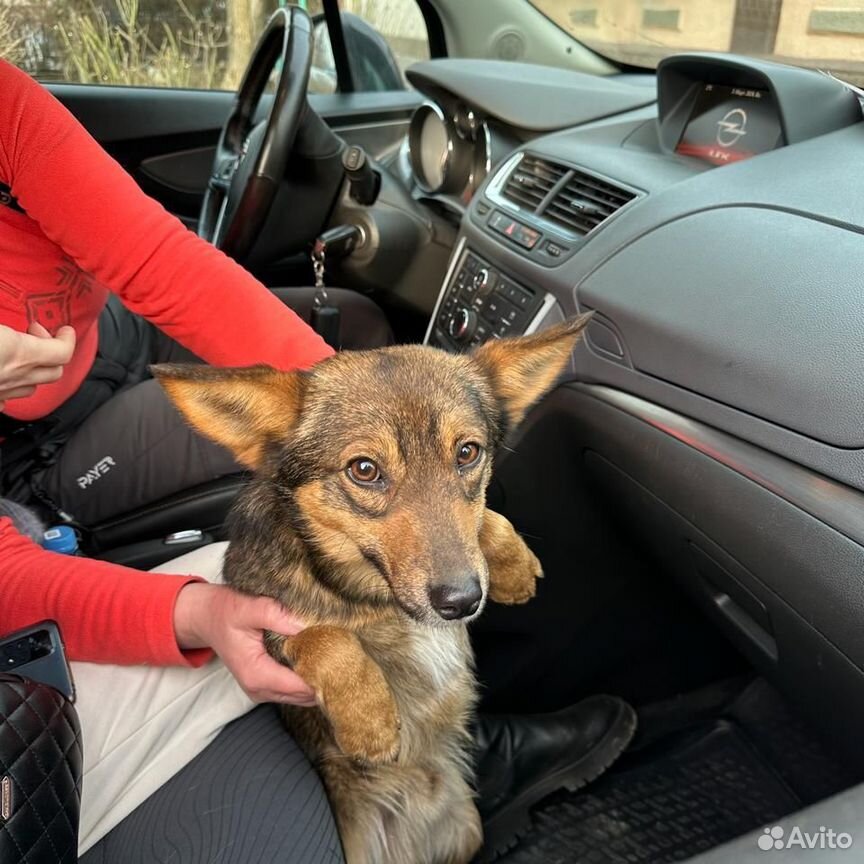 Спасите жизнь Гномика