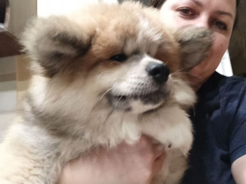 Щенки акита ину из питомника