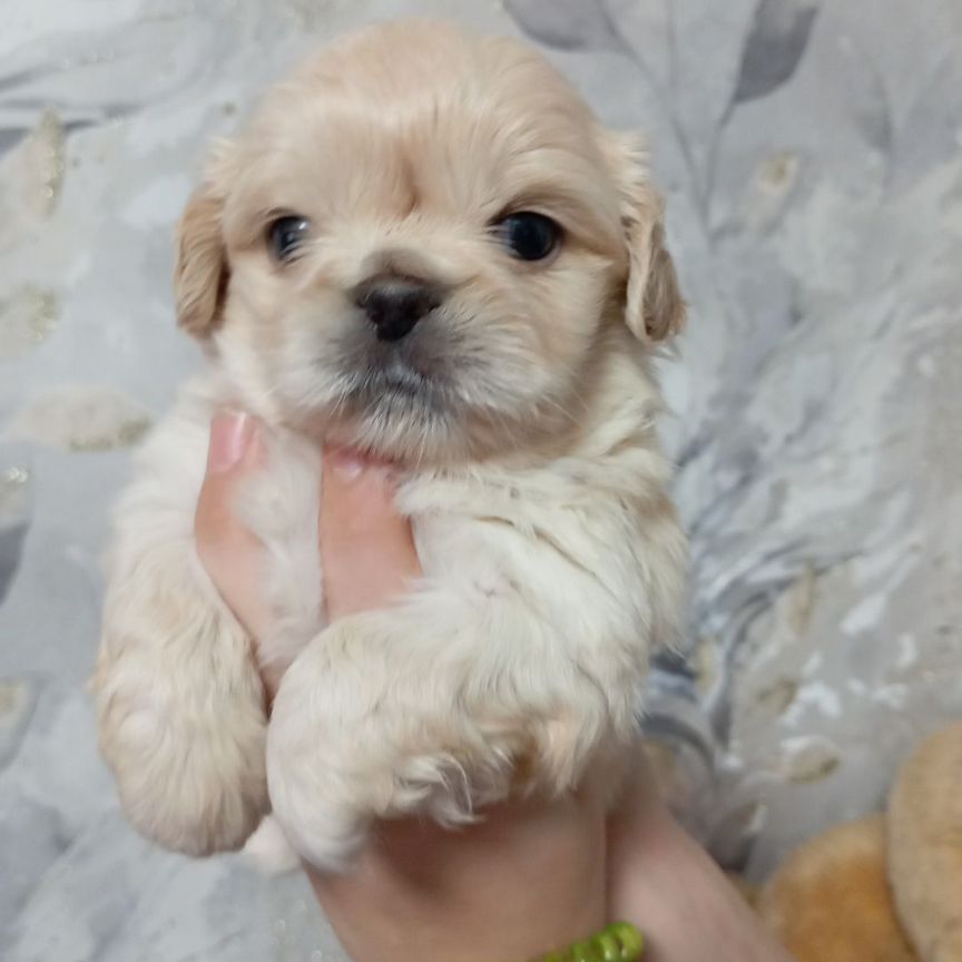 Щенки пекинеса мальчик