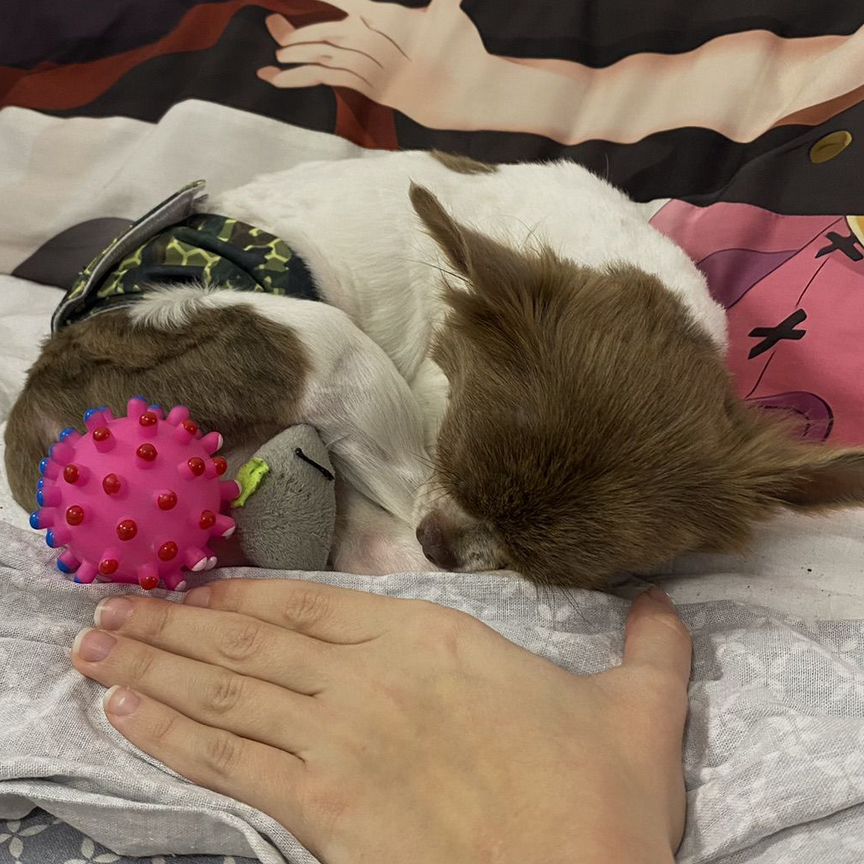 Чихуахуа, взрослая собака