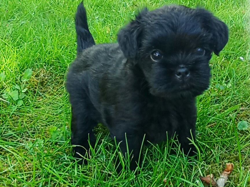 Щенки аффенпинчера