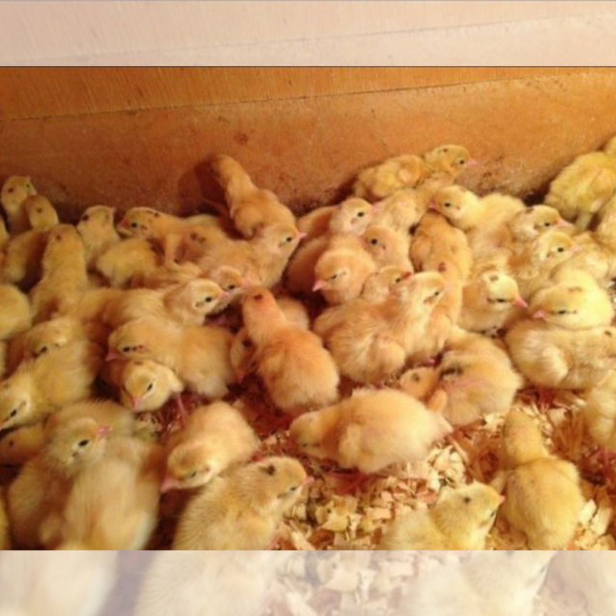 Перепела продажа