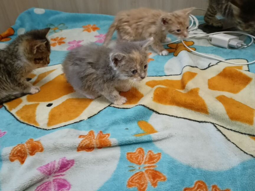 Кошка