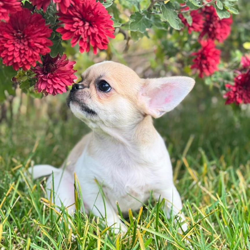 Девчишки для самых лучших родителей