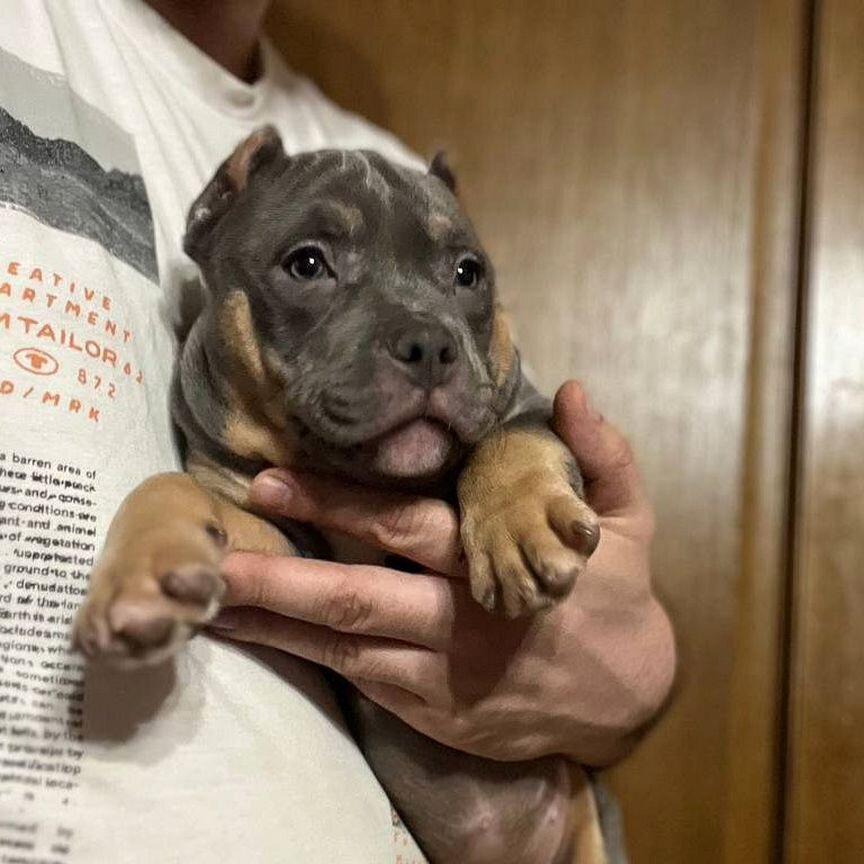 Щенок американского булли девочка