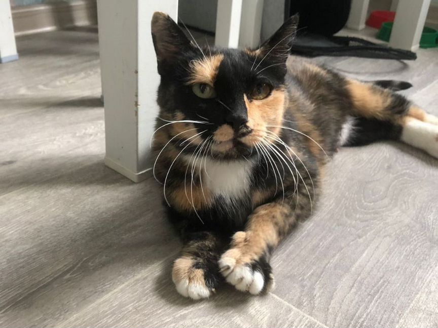 Кошка