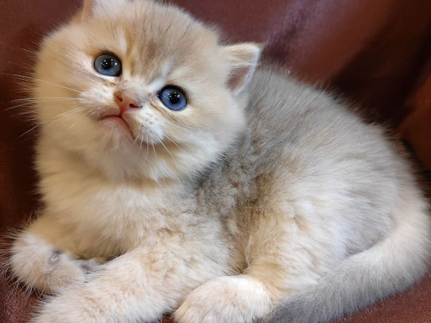 Мальчик голубое золото