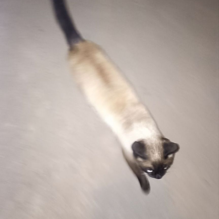 Отдадим сиамского мальчика