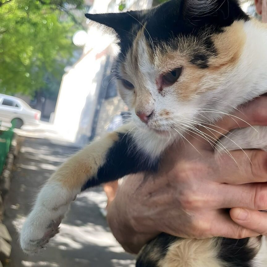 Кошка - мегаласкун