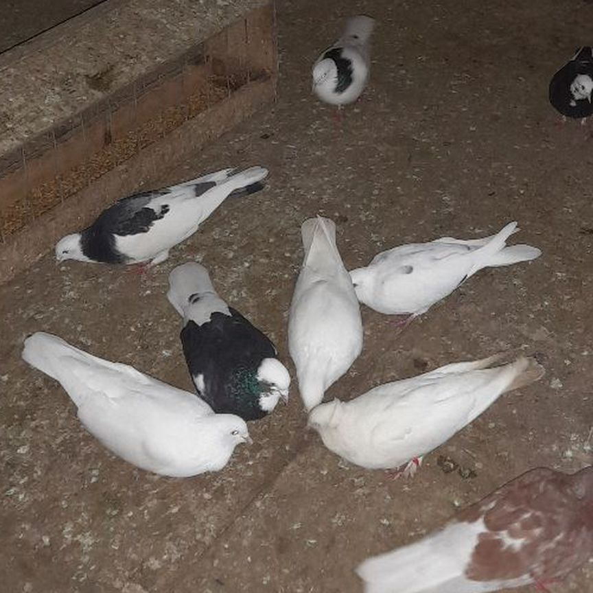 Продажа голубей