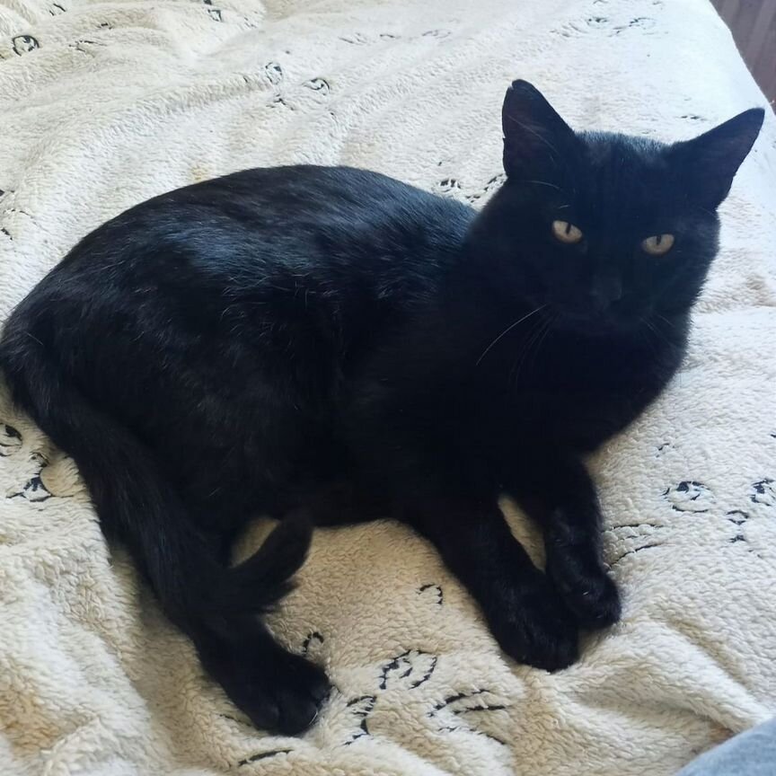Кот в добрые руки