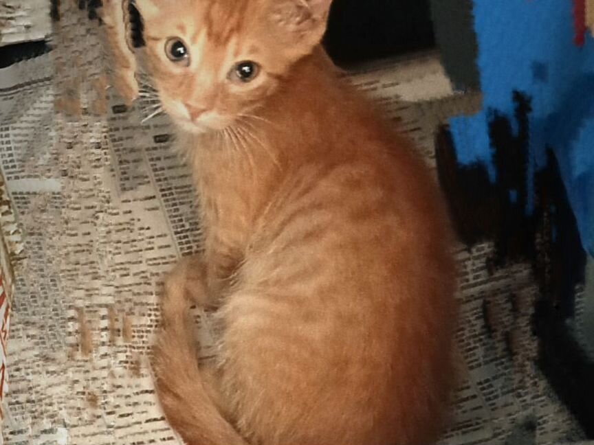 Котята в добрые руки