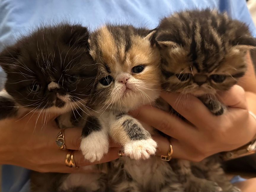 Экзотические короткошерстные котята