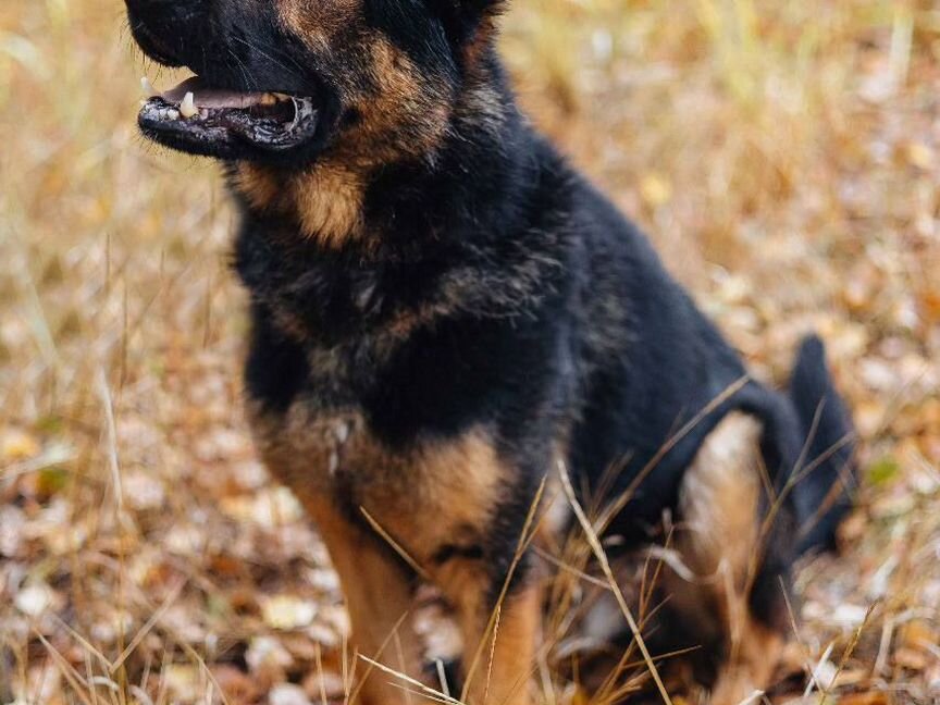 Пёс в приюте