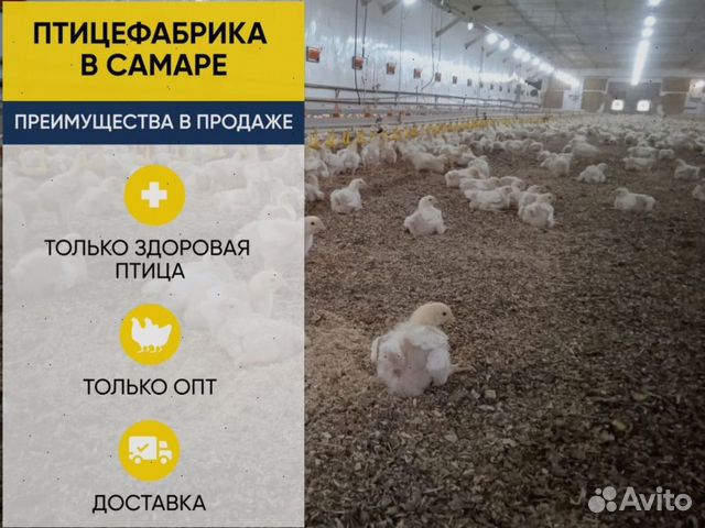 Цыплята подрощенные От 500шт г.самара