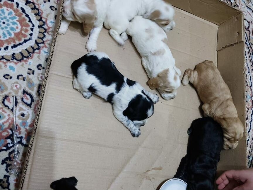 Русский кокер спаниель