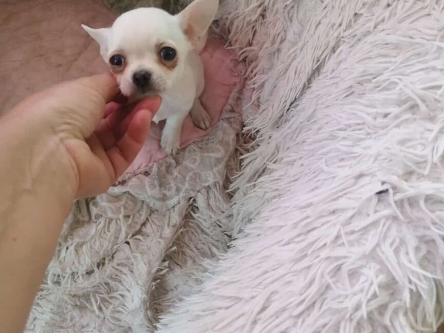 Чихуахуа мальчик девочка Доставка из Челябинска