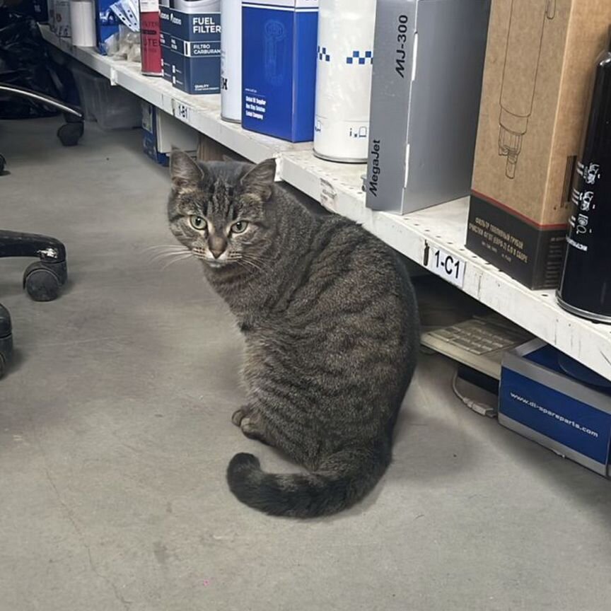 Британский длинношёрстный котёнок