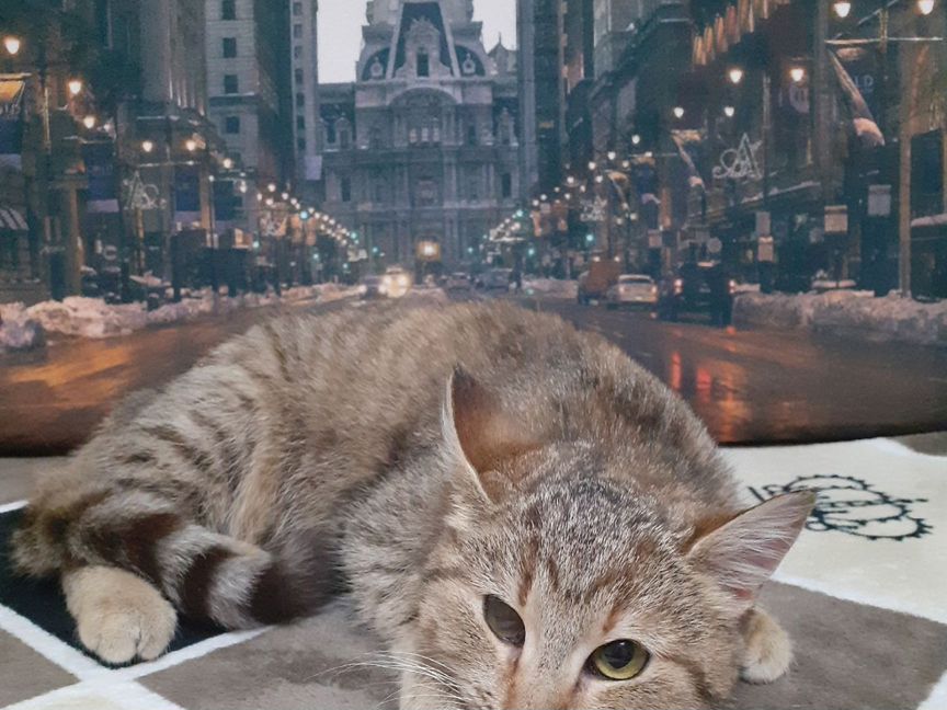 Кошку избили и оставили умирать