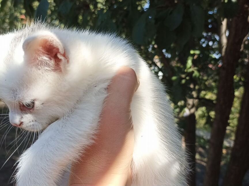 Котята отдам бесплатно