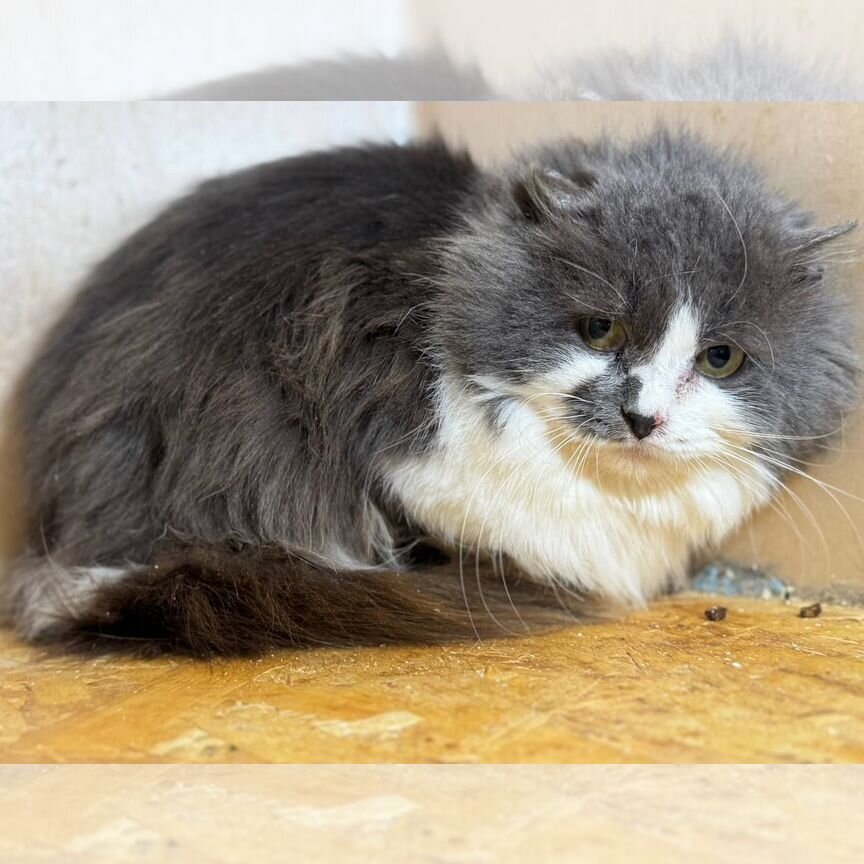 Взрослая, Девочка кошка в добрые руки