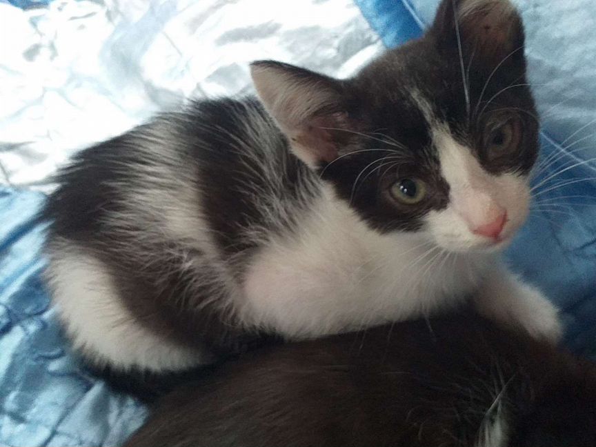 Чёрно-белая классика