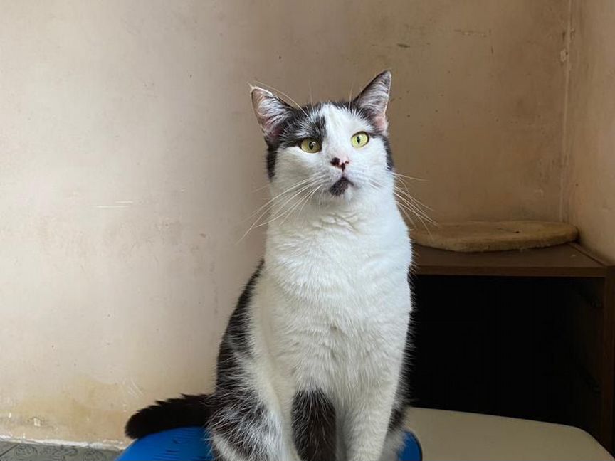 Кошка Марыся в дар