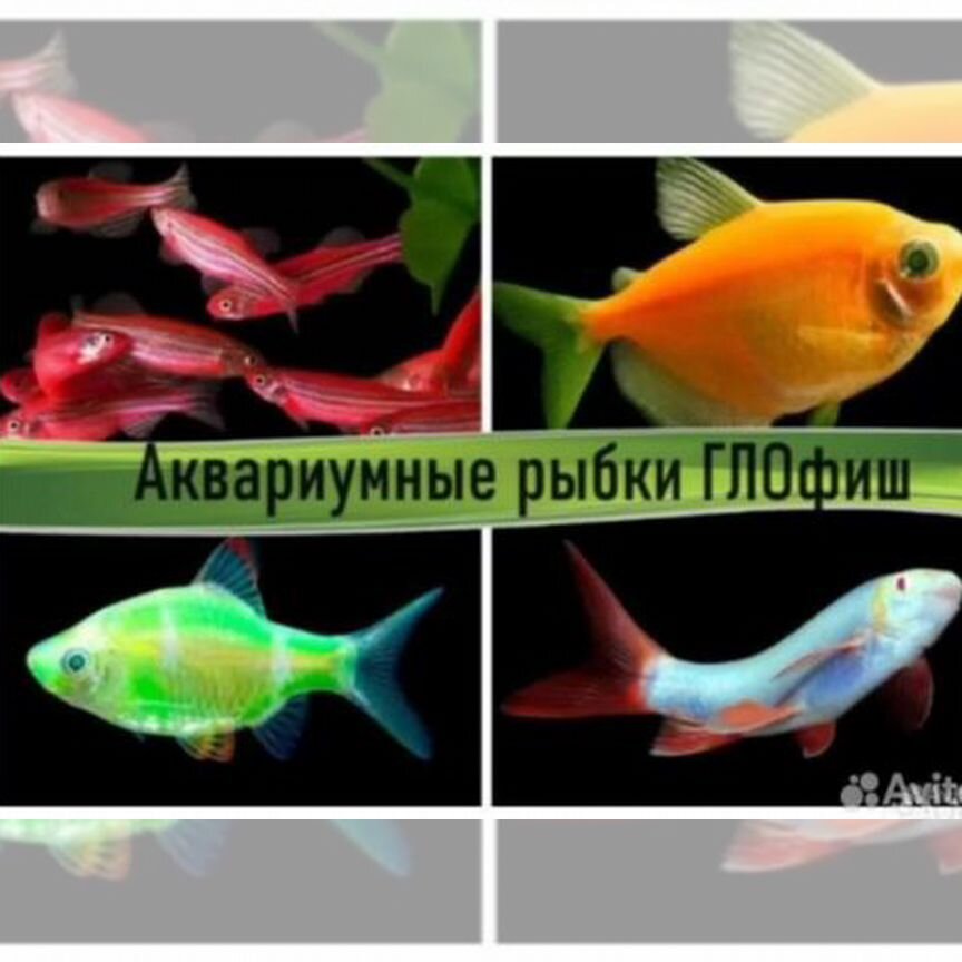 Рыбки Глофиш аквариумные в ассортименте магазин