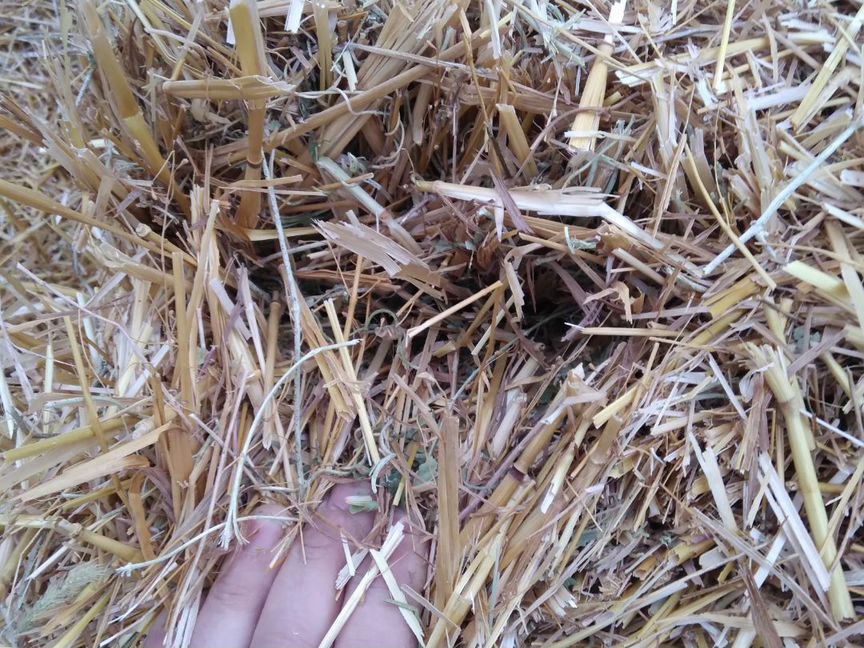 Солома в тюках овсянка пшеницы ячменная