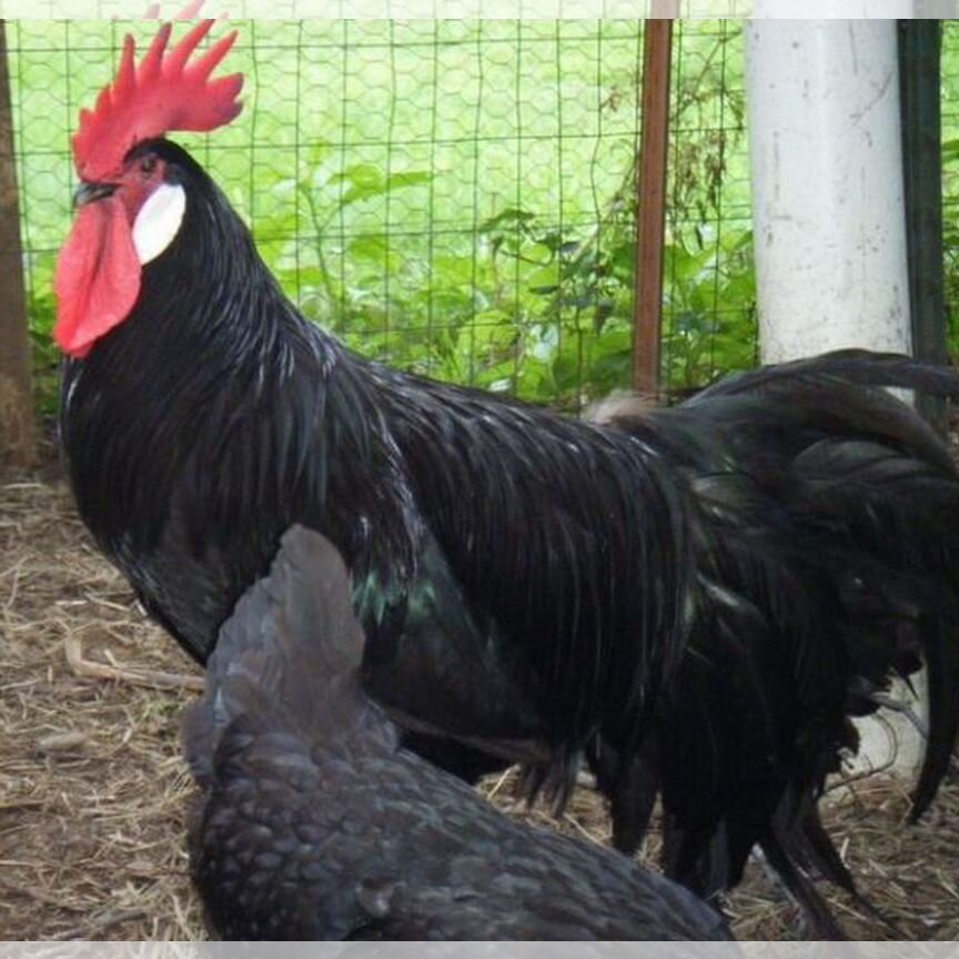 Шикарные петухи породы Минорка(на обмен)