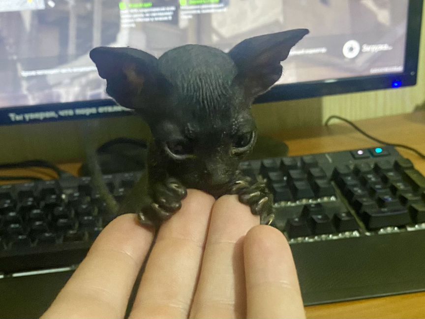 Донской сфинкс котенок