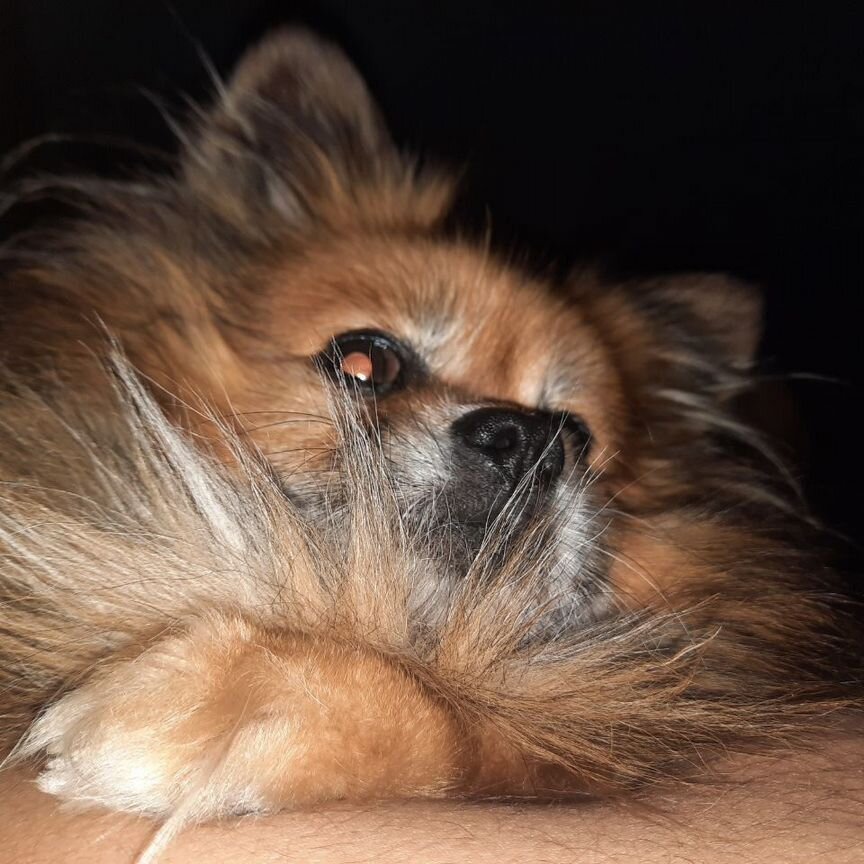 Вязка кабель шпиц