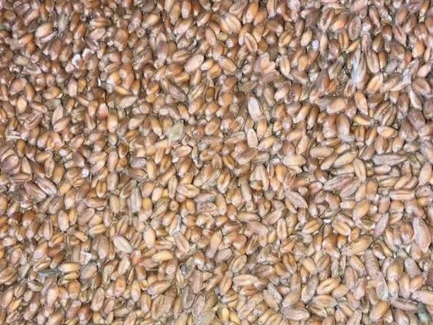 Просо, Кормовая пшеница корма