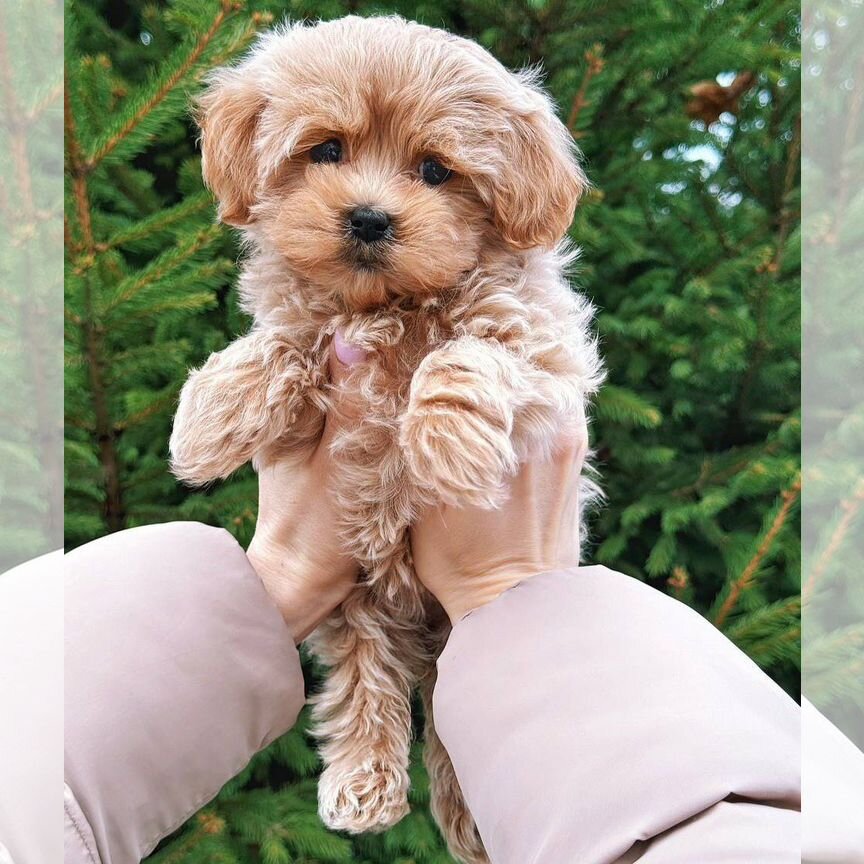 Мальтипу, щенок