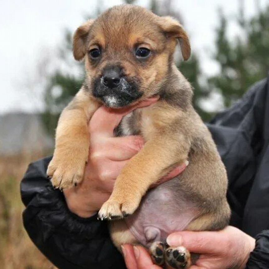 Щенок мальчик 1 мес