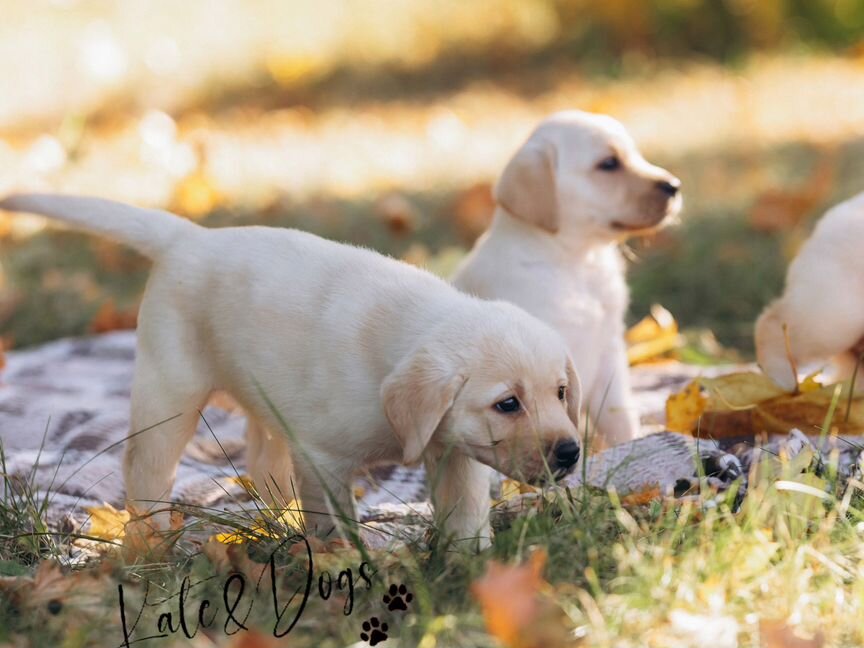 Лабрадора щенки