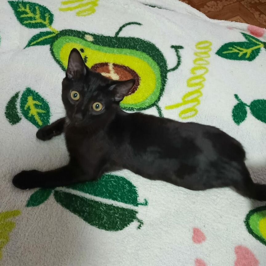 Отдам в добрые руки