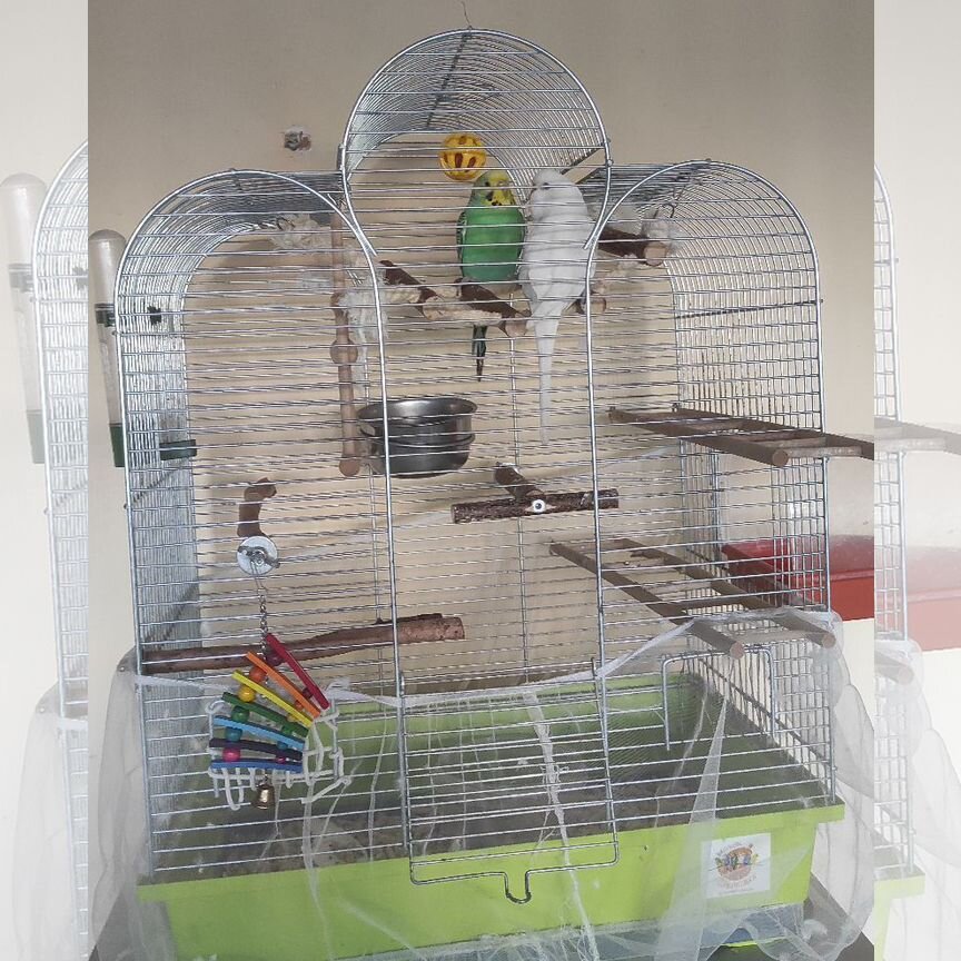 Пара волнистых попугаев с клеткой