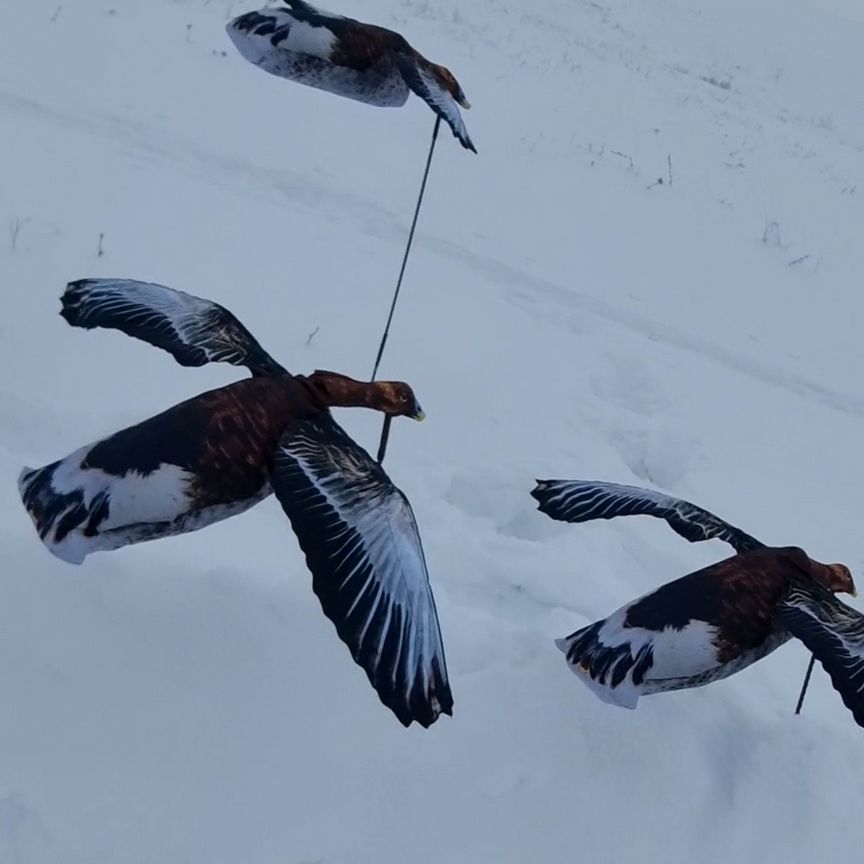 Чучела гуся махокрылого