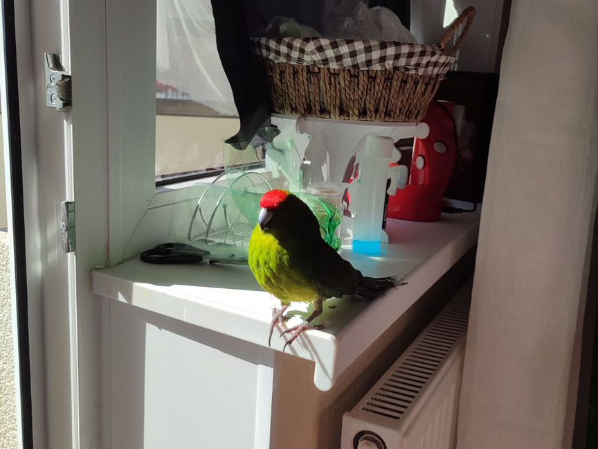 Попугай неразлучники