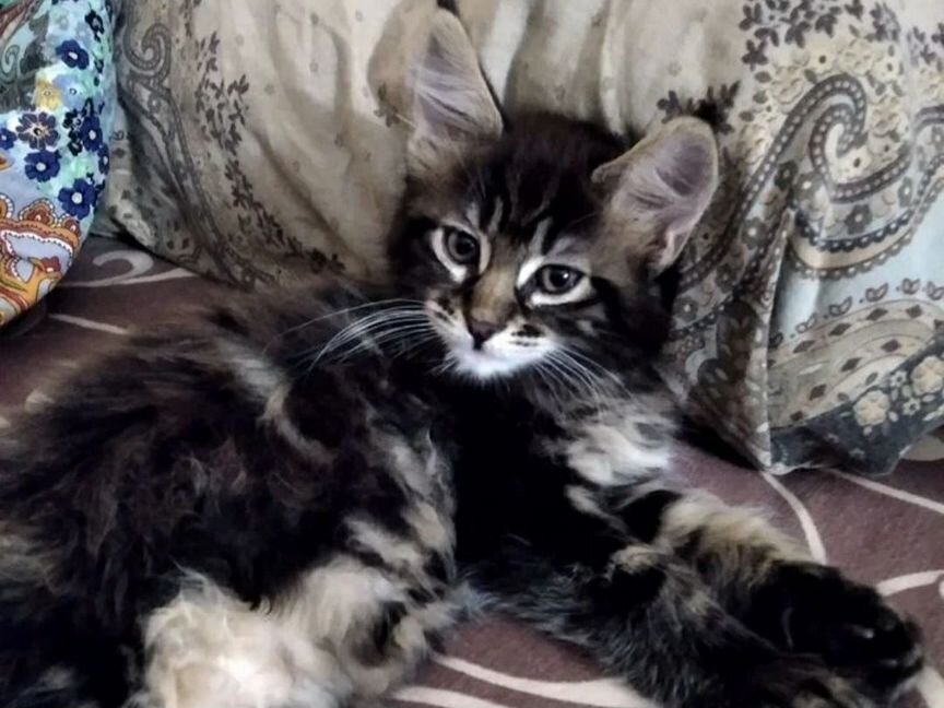 Котэйки парни и девчата