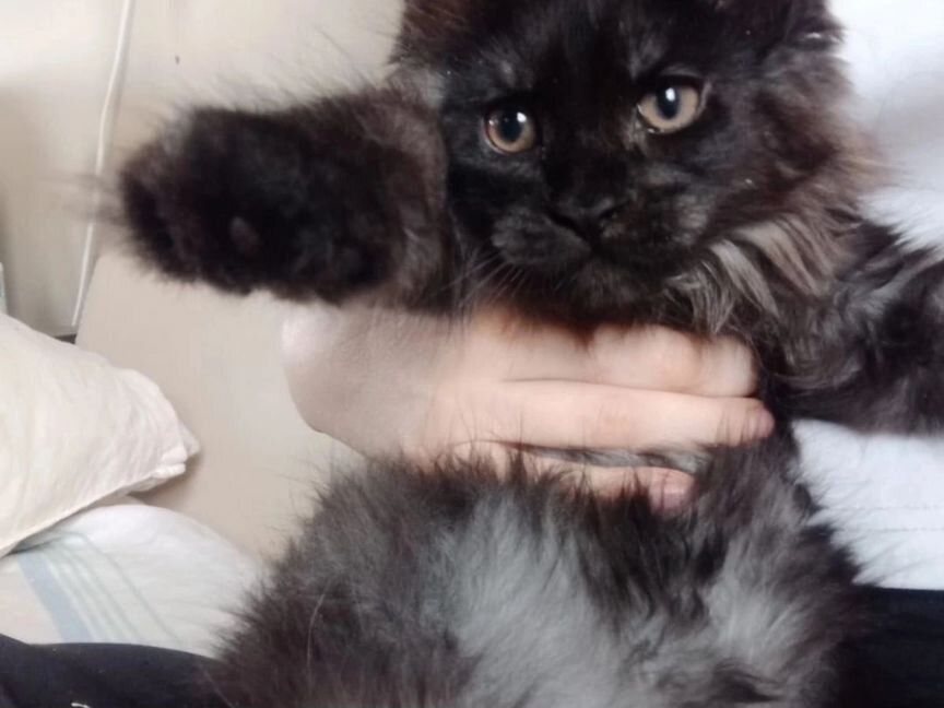 Котята мейн-кун