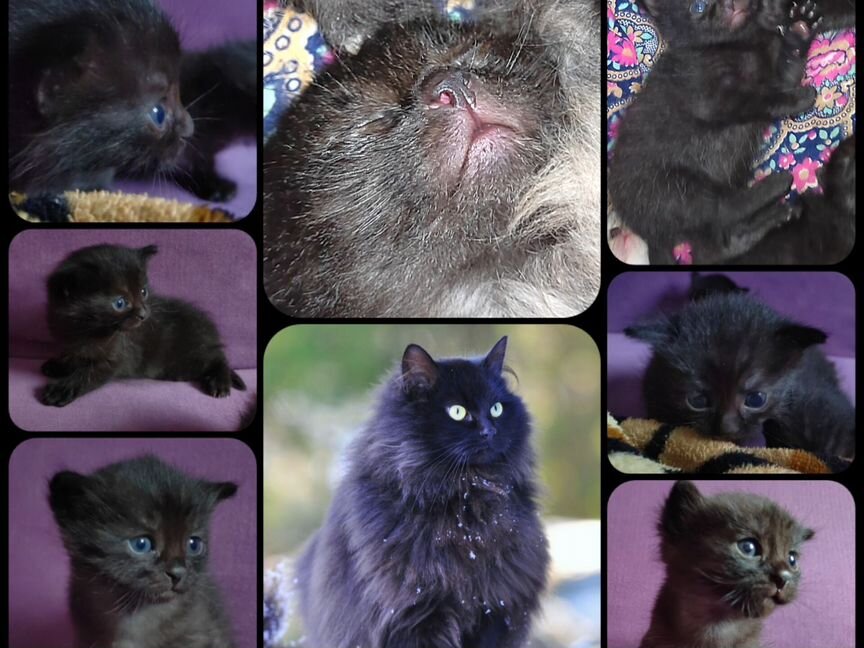 Сибирские котята