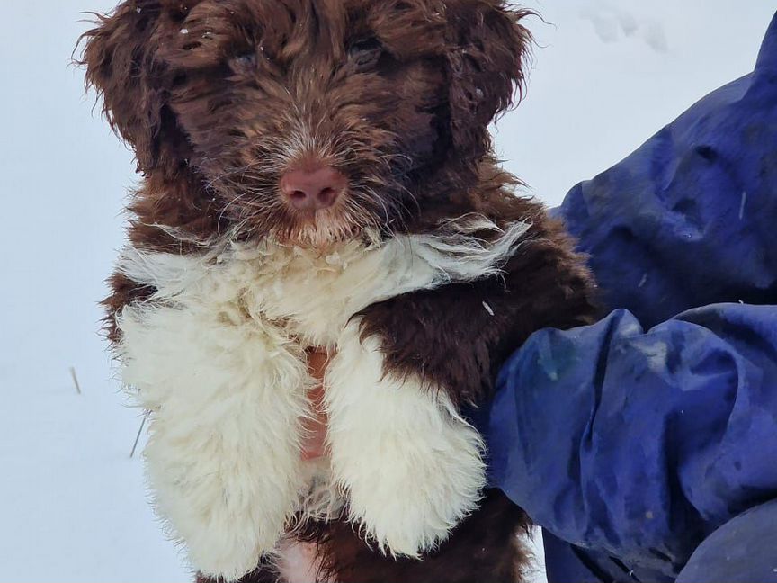 Новогоднее чудо