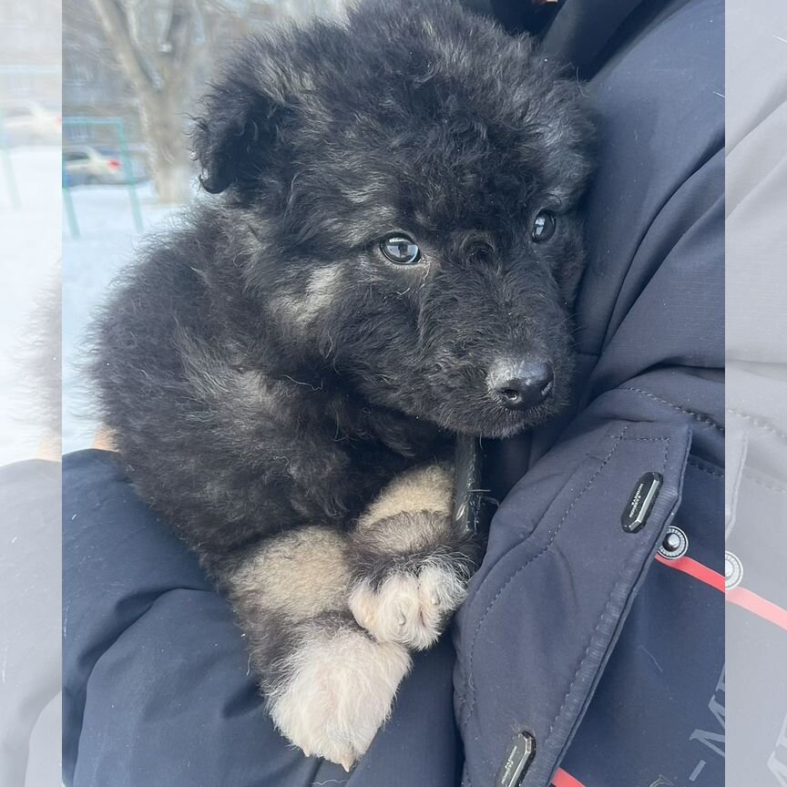 Щенок в добрые руки